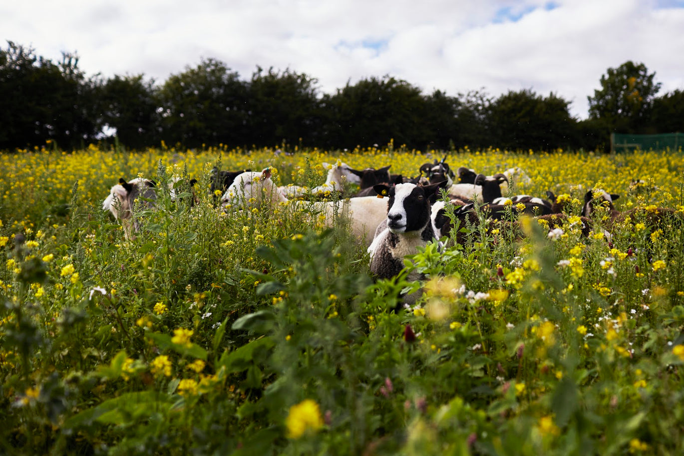 Klear Labs - Organic Regenerative Cafe and Eatery